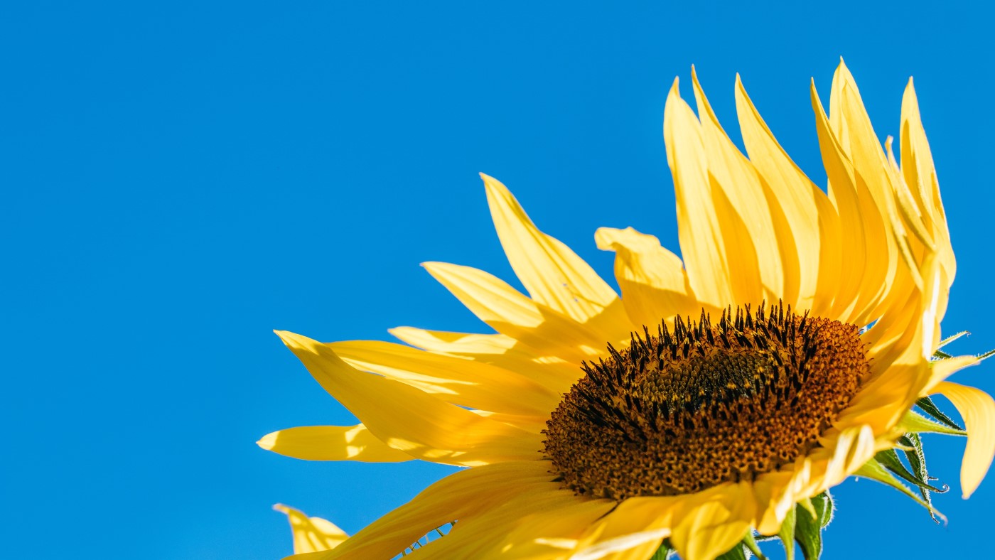 Defining Russia’s defeat: the war’s exit strategy and a new ...